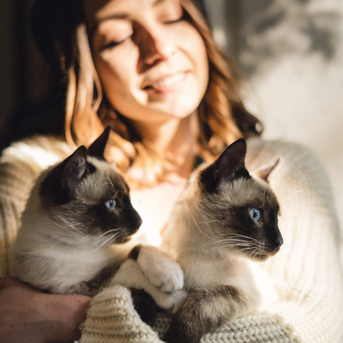 National Cat Health Month 2025: Essential Tips for a Happy & Healthy Feline – Pet Market NYC