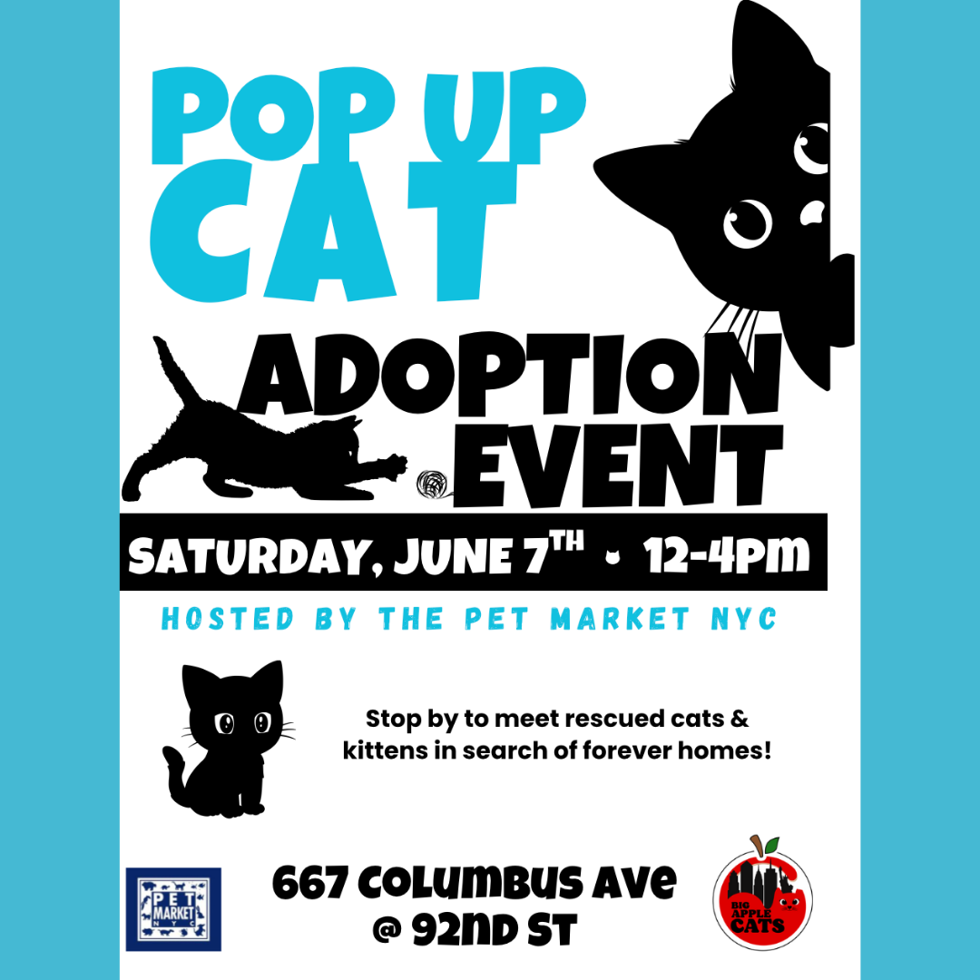 Pop Up Cat Adoption Event at our 667 Columbus Ave location! – Pet ...