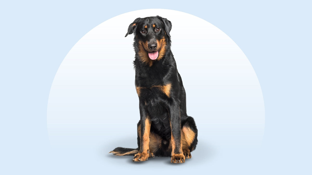 Beauceron Breed Information – Pet Market NYC