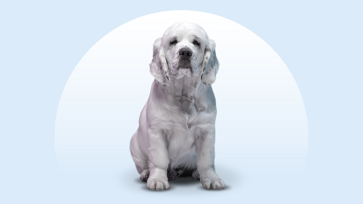 Clumber Spaniel Breed Information – Pet Market NYC