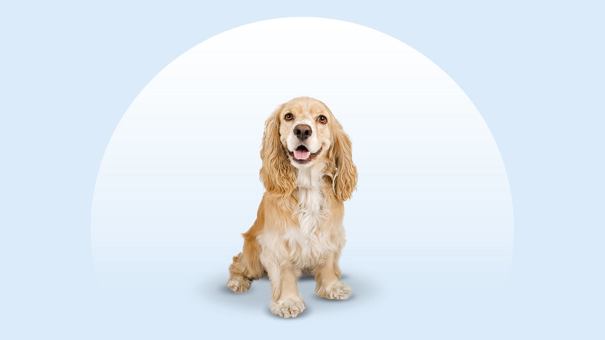 Cocker Spaniel Breed Information – Pet Market NYC