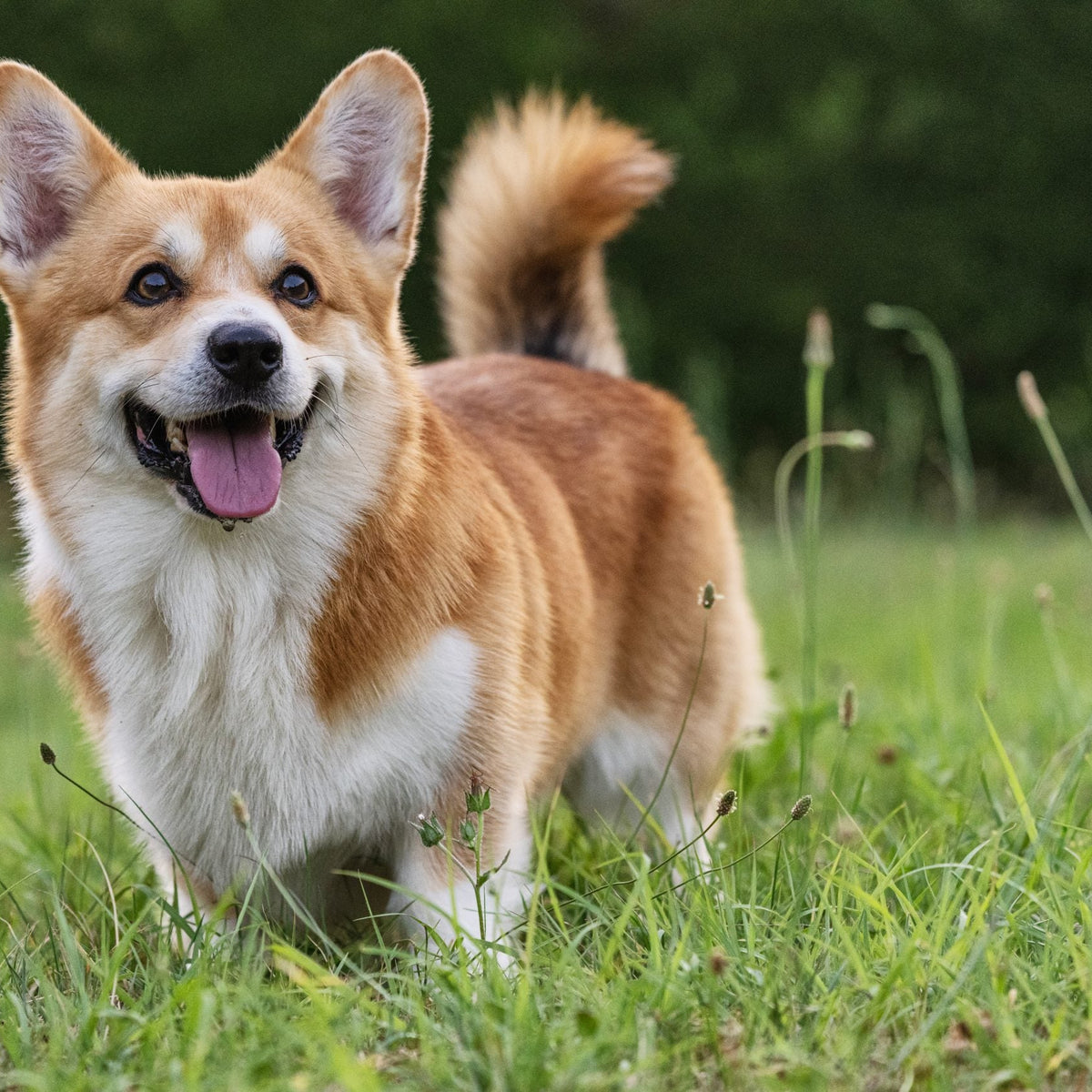 Pembroke Welsh Corgi Breed Information – Pet Market NYC