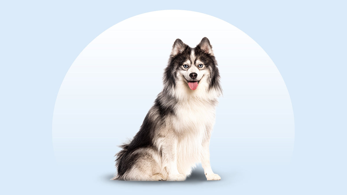 Pomsky Breed Information – Pet Market NYC