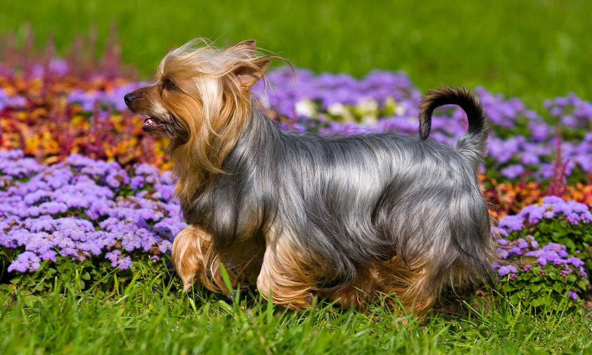 Silky Terrier Breed Information – Pet Market NYC