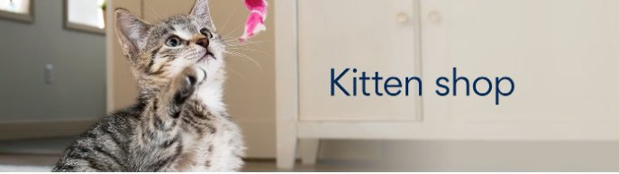 Kitten Essentials: Premium Food, Toys & Supplies | Pet Market NYC